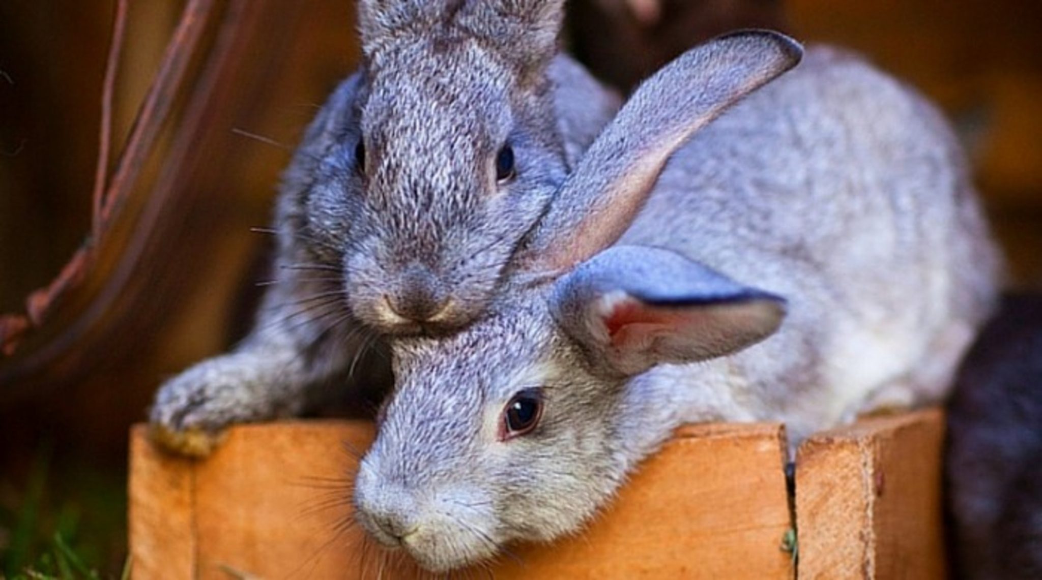 Rabbit Cages or Colonies: Which is Better? - Countryside